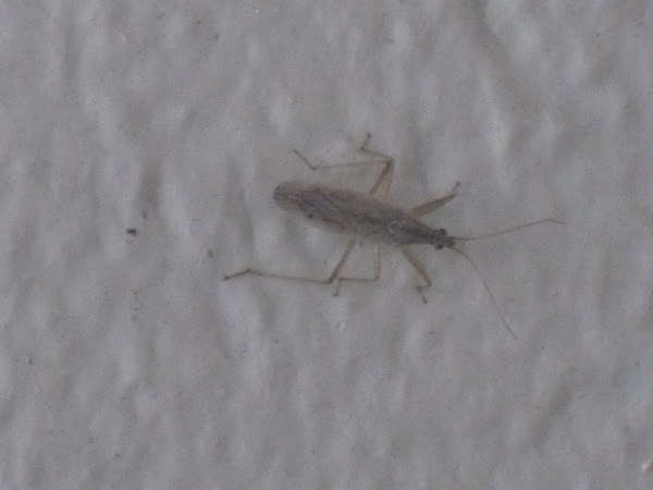 Nabid bug | Project Noah