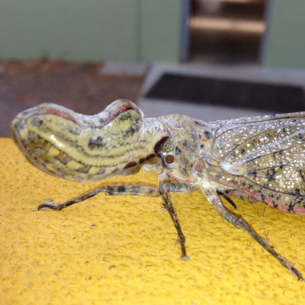 Peanut-head Bug (Machaca) | Project Noah