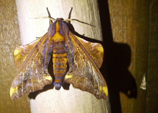 Small-eyed Sphinx Moth | Project Noah