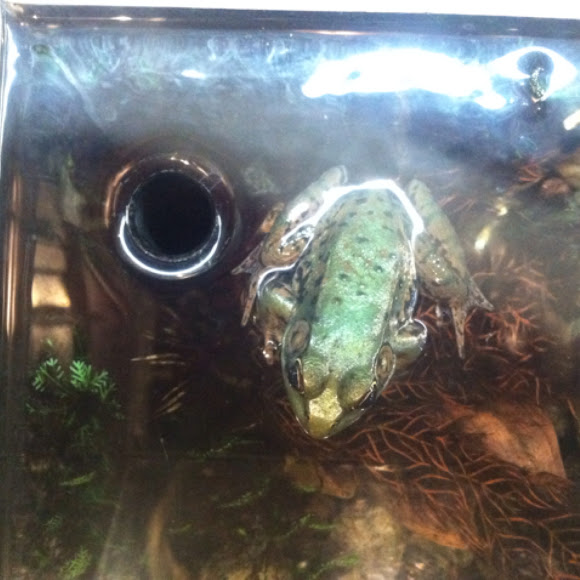 Mink frog | Project Noah