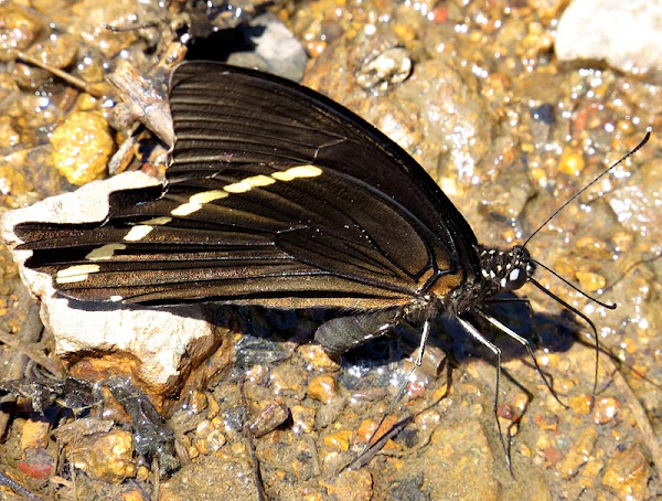 Green-banded swallowtail | Project Noah