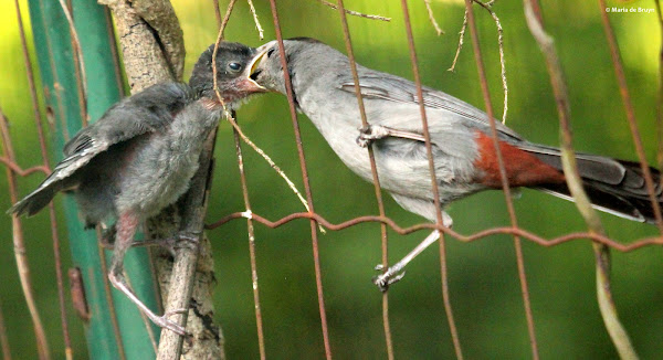 Gray catbird, parents tending fledgling | Project Noah