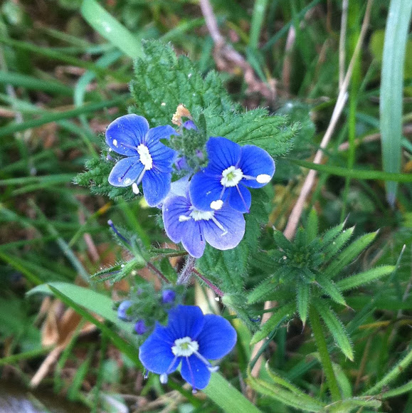 Spotting | Project Noah