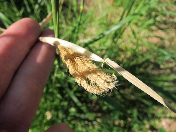Tall Windmill Grass | Project Noah
