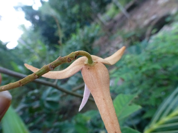 Fissistigma rubiginosum | Project Noah