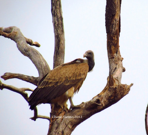 Indian Vulture | Project Noah