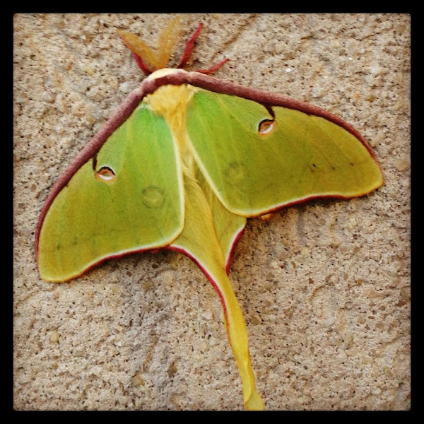 Luna Moth | Project Noah