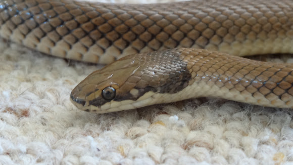 Curl snake | Project Noah