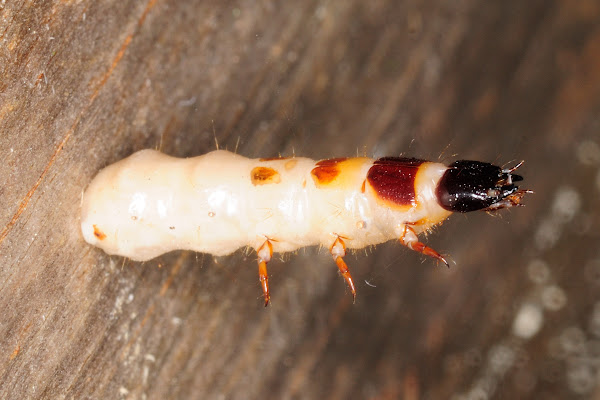 Checkered beetle larva | Project Noah