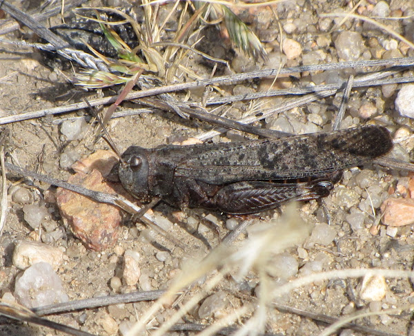 Red-winged Grasshopper | Project Noah