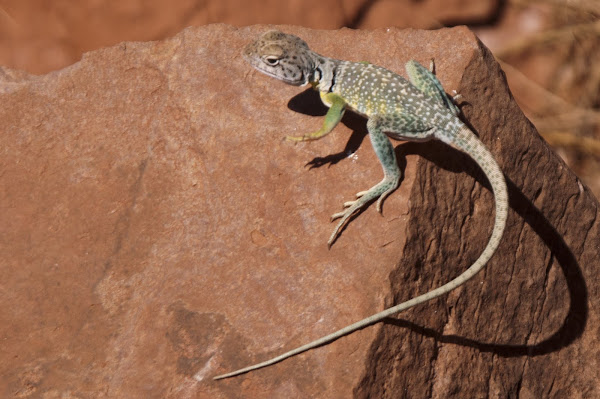 Collared Lizard | Project Noah