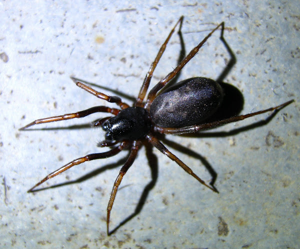 Spider | Project Noah