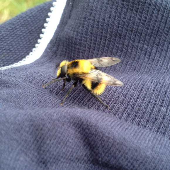 Hover fly (bumblebee mimic) | Project Noah