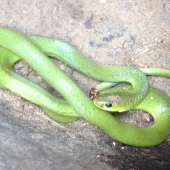 Natal Green Snake | Project Noah