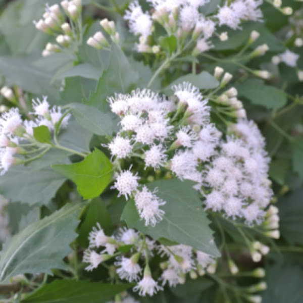 Fragrant Mist Flower, Shrubby Boneset, Eupatorium, Boneset ...