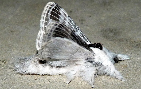 Large Tolype Moth | Project Noah