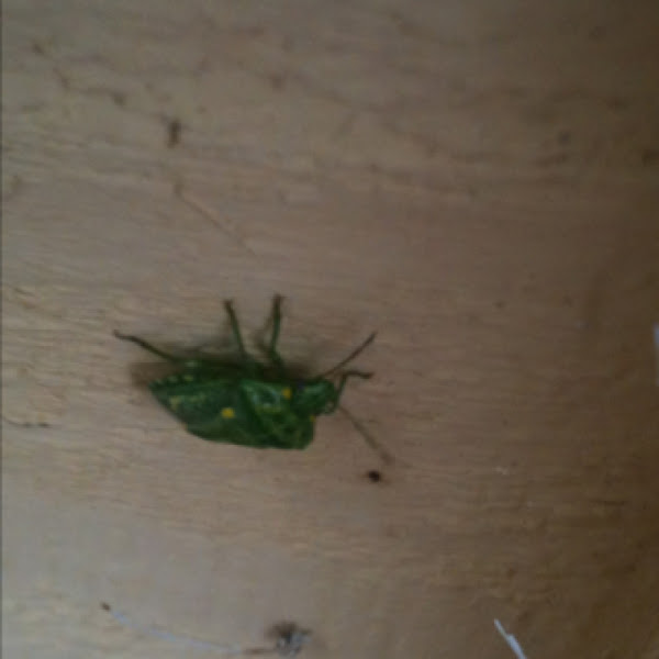 Juniper Stink Bug | Project Noah