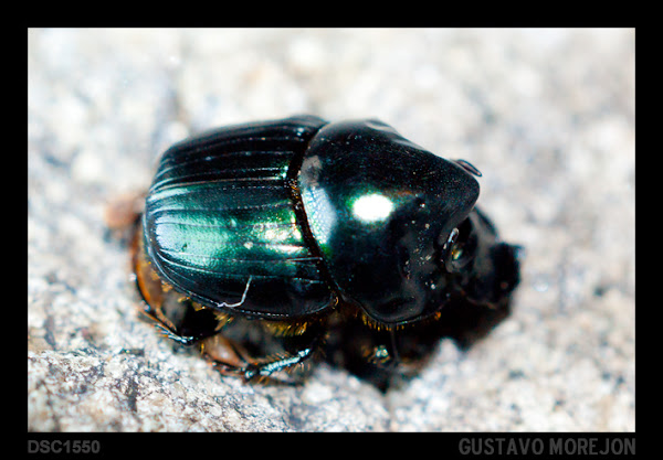 Escarabajo de cuernos curvos / Curved horns beetle | Project Noah