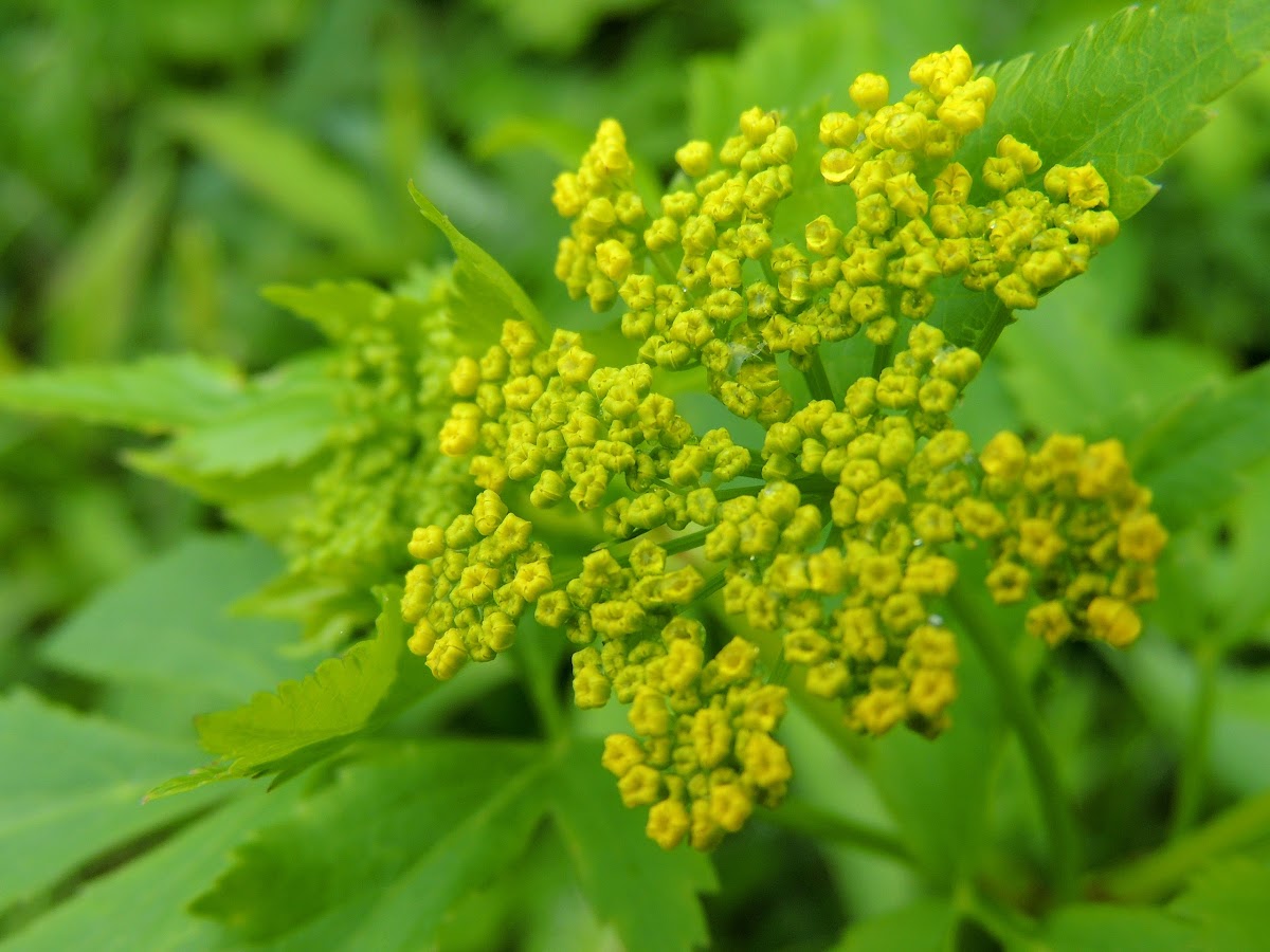 Golden Alexanders | Project Noah