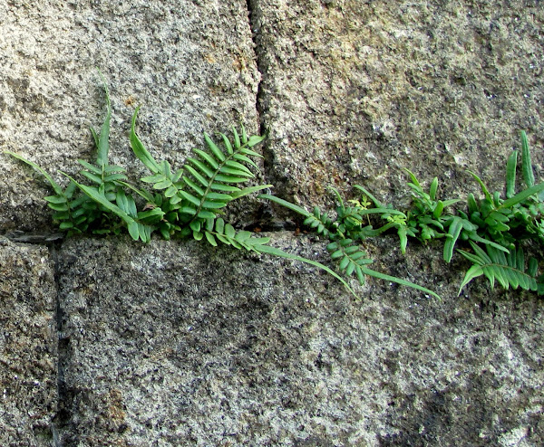 cliff brake | Project Noah