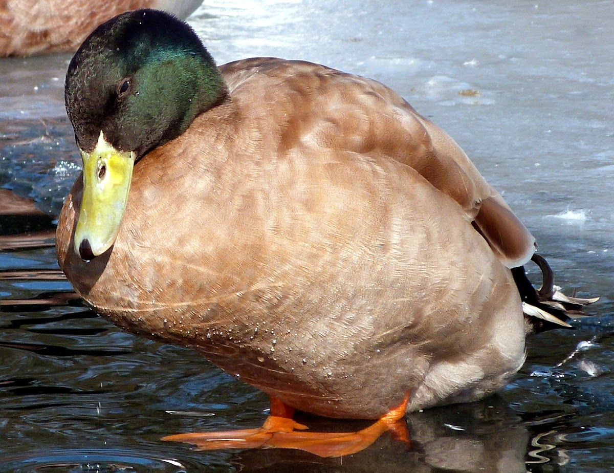 Khaki Campbell Duck (male) | Project Noah