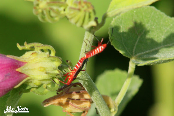 Cotton Stainer | Project Noah
