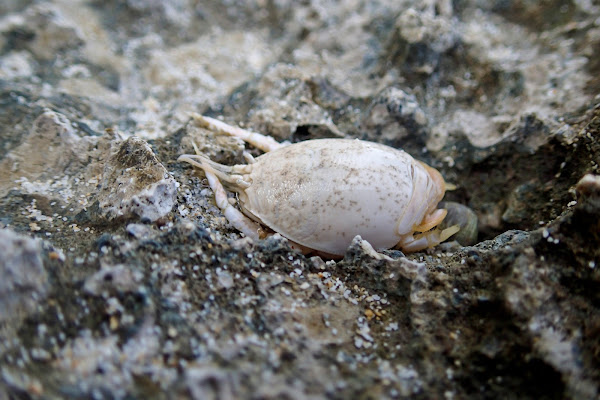 Pacific Mole Crab | Project Noah