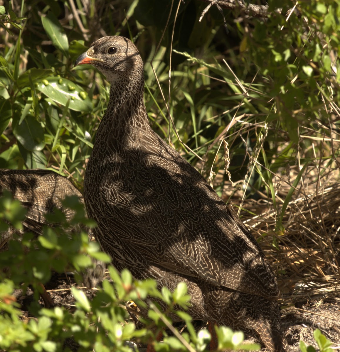 Cape Francolin / Kaapse Fisant | Project Noah