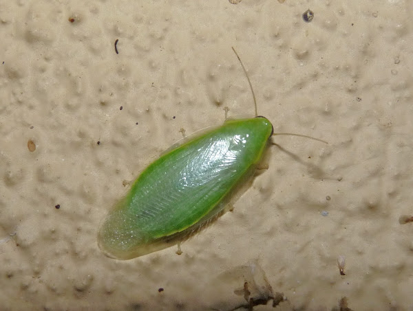 Green cockroach | Project Noah