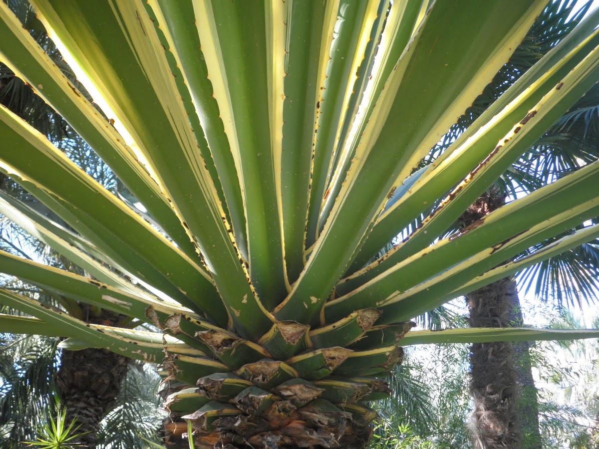 Fúrcrea, Falso ágave | Project Noah