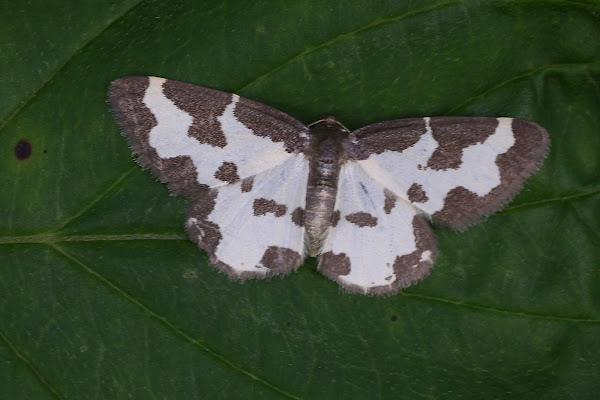 Clouded Border or Vogelschmeiß-Spanner | Project Noah