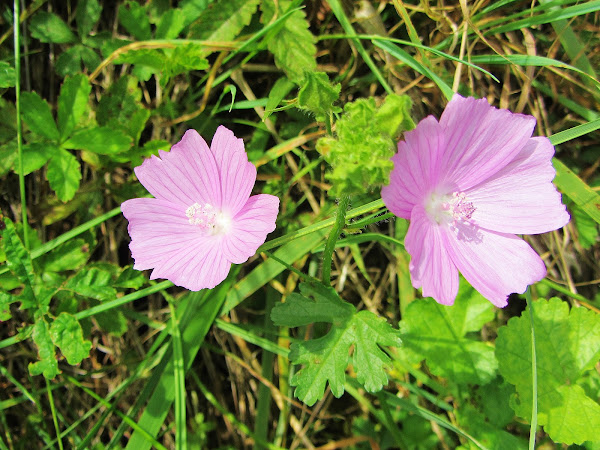 Musk Mallow | Project Noah
