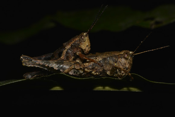 Grasshoppers | Project Noah