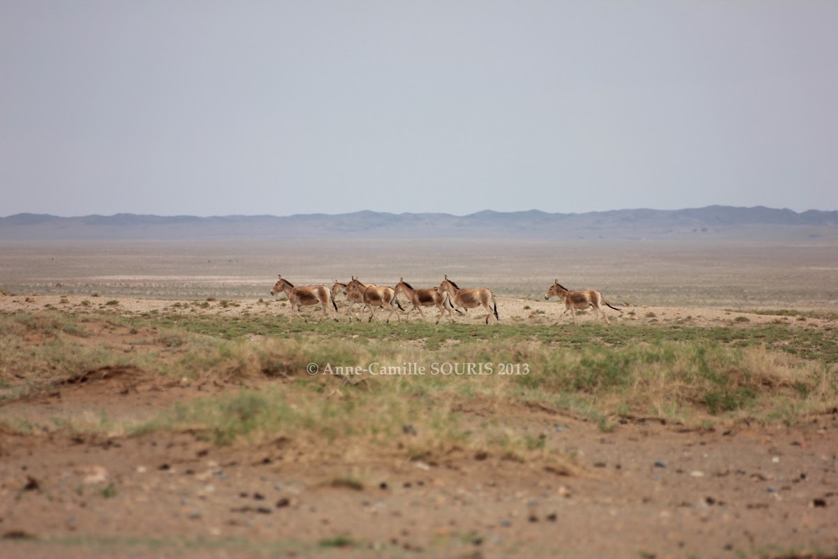 Mongolian Khulan/Wild Ass | Project Noah