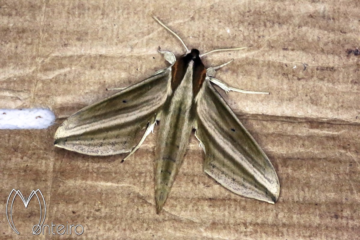 Wild coffee moth | Project Noah