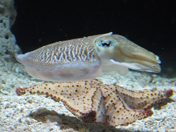 Common Cuttlefish | Project Noah