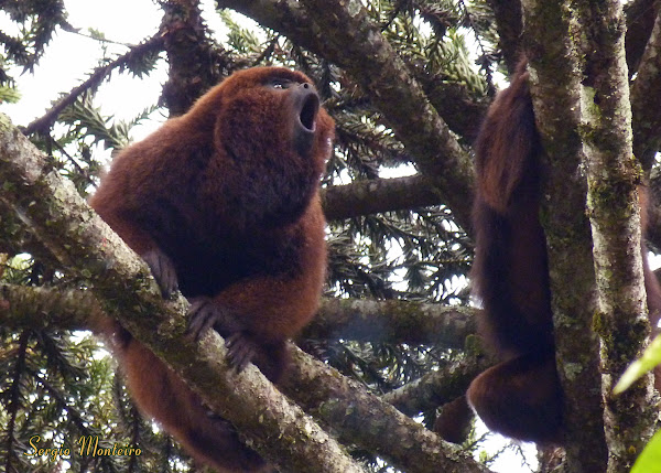 Bugio-ruivo (Brown howler) | Project Noah