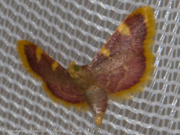 Gold Triangle Moth | Project Noah