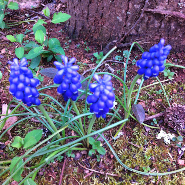 Common Grape Hyacinth | Project Noah
