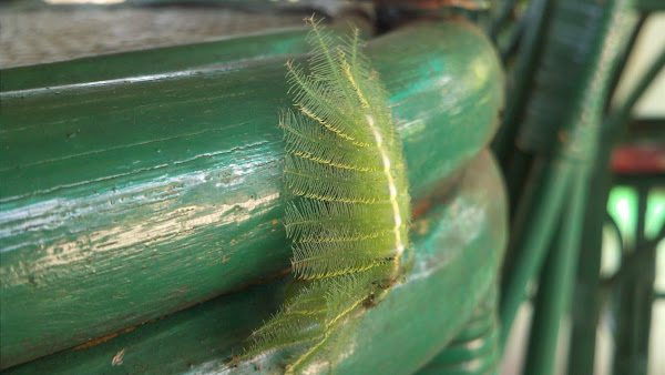 Spotting | Project Noah