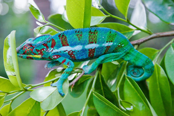 Endormi de la Reunion | Project Noah