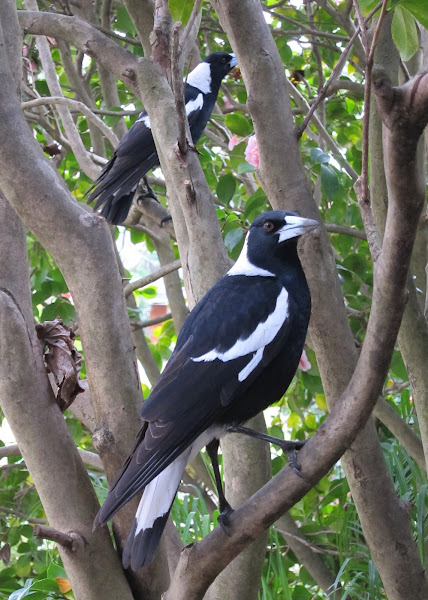 Australian Magpie (adult male) | Project Noah