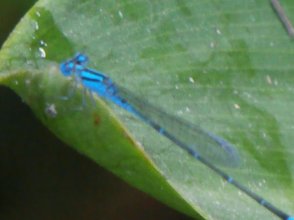 Blue Sprite | Project Noah