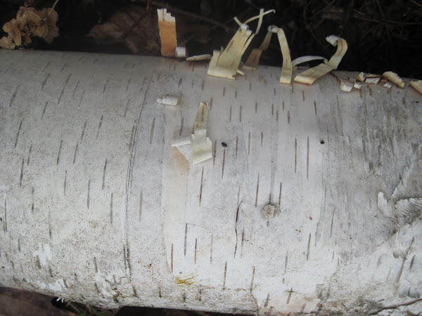 Canoe Birch | Project Noah