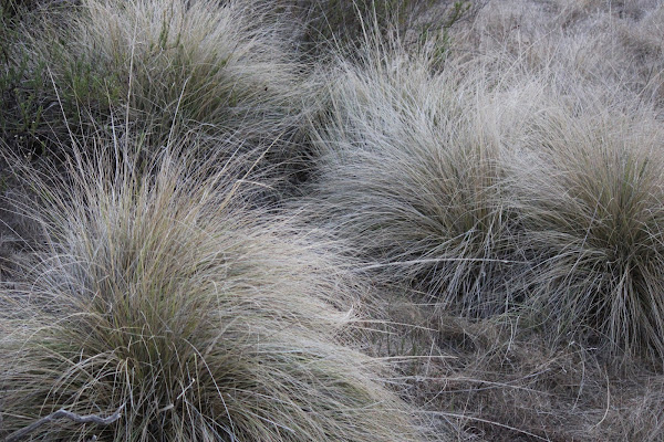 Deergrass | Project Noah