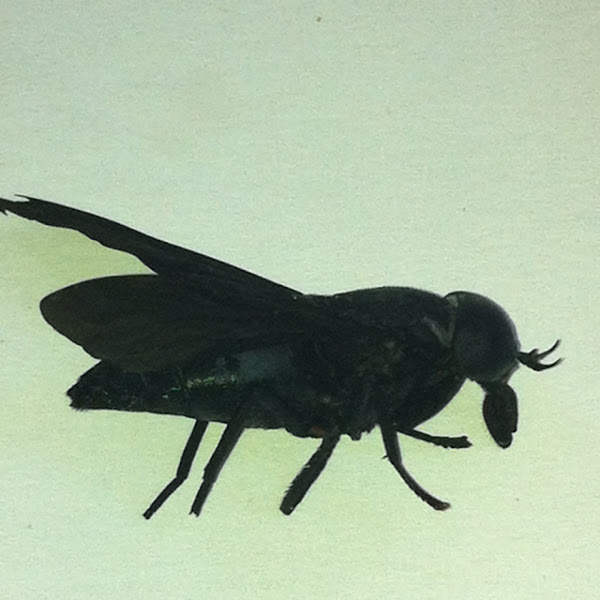 Black Horse Fly | Project Noah
