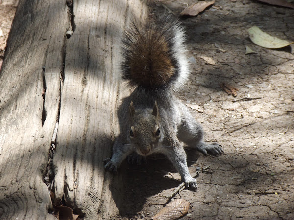 Ardilla | Project Noah