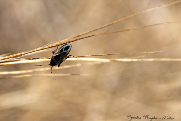 Mediterranean Seed Bug | Project Noah