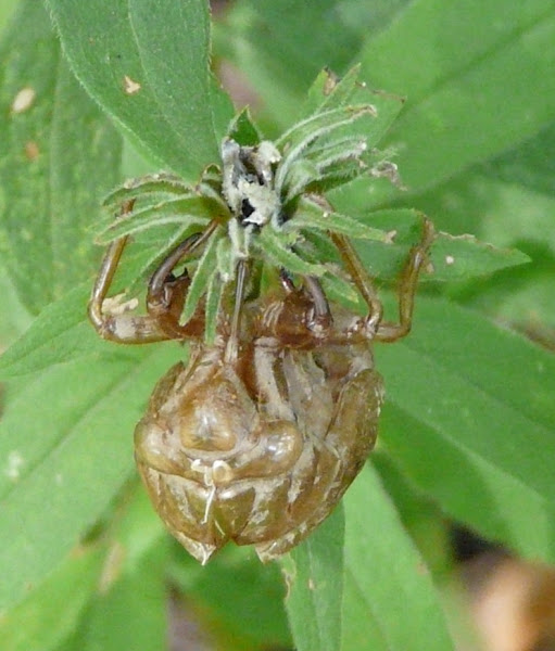 Cicada shed | Project Noah