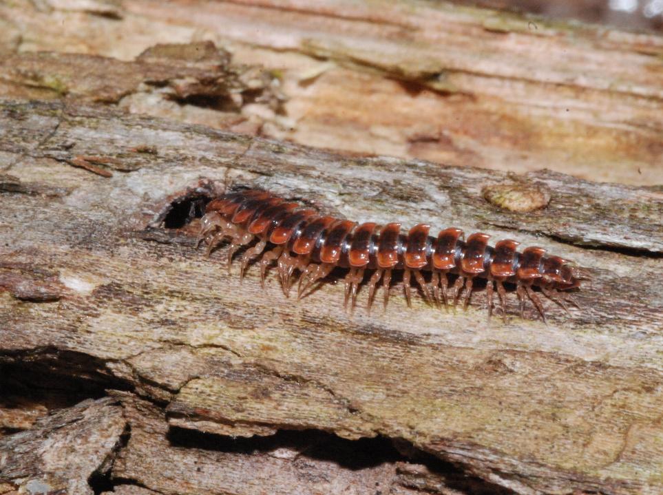 Millipede | Project Noah